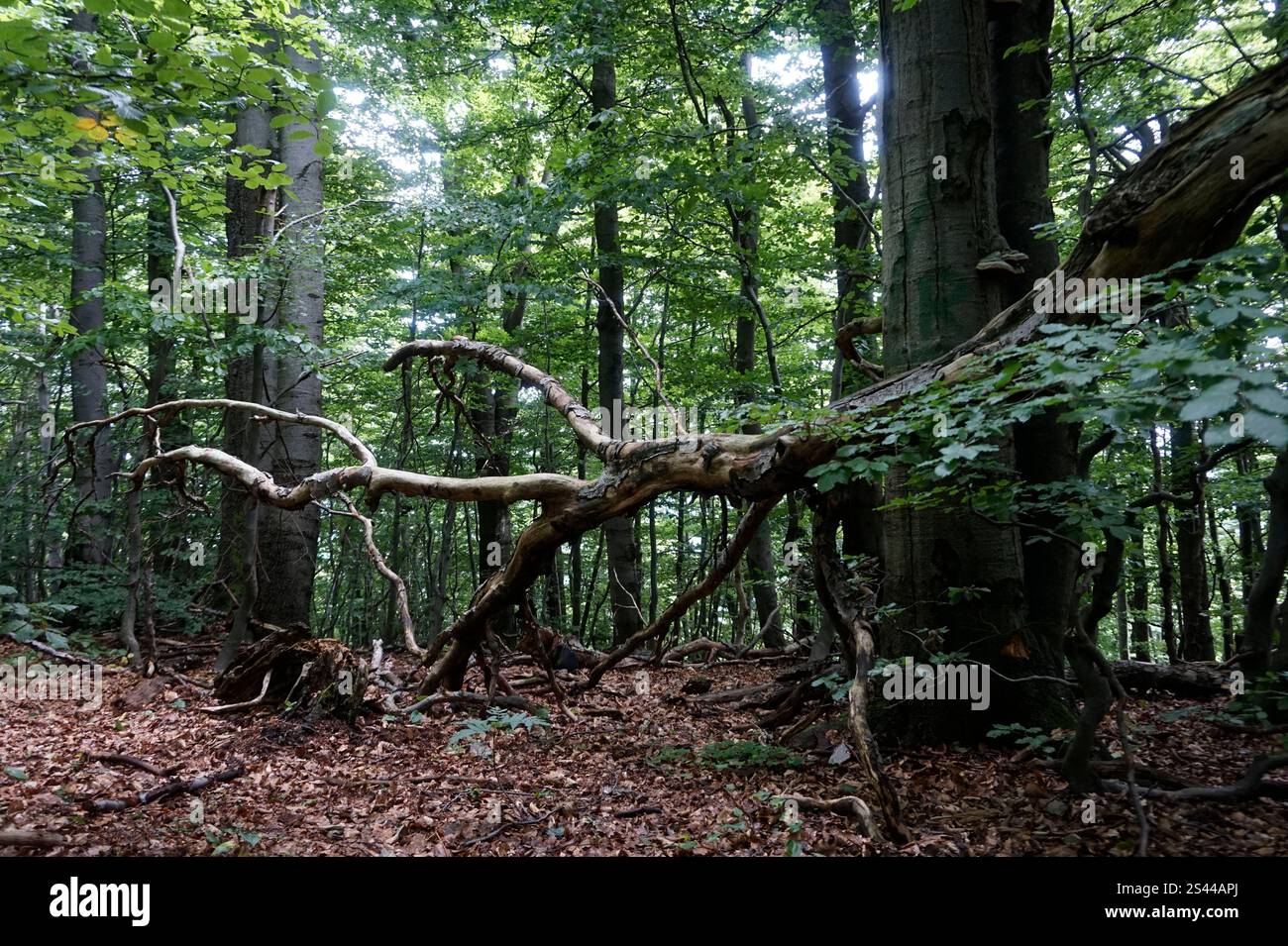 Withered tree laying on a ground Stock Photo - Alamy