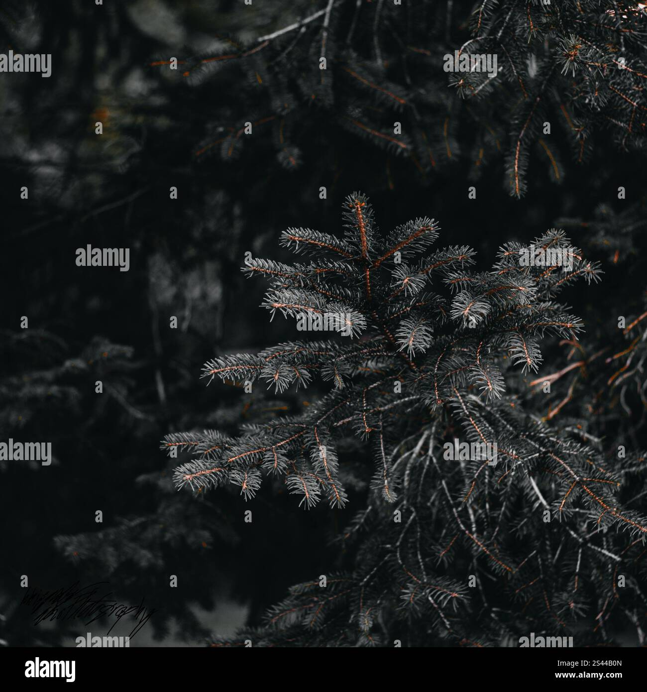 Dark Themed Cedar Tree Stock Photo - Alamy