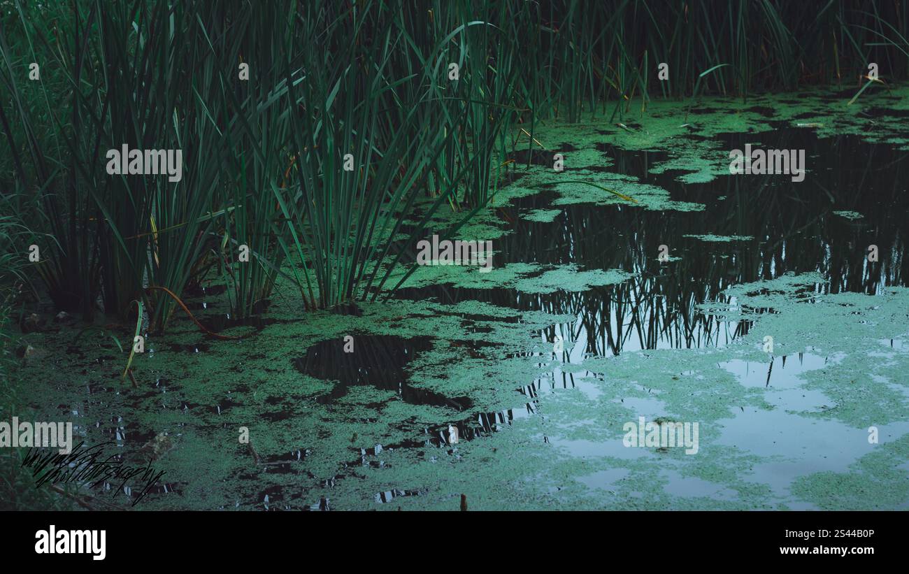 Grey pond hi-res stock photography and images - Alamy