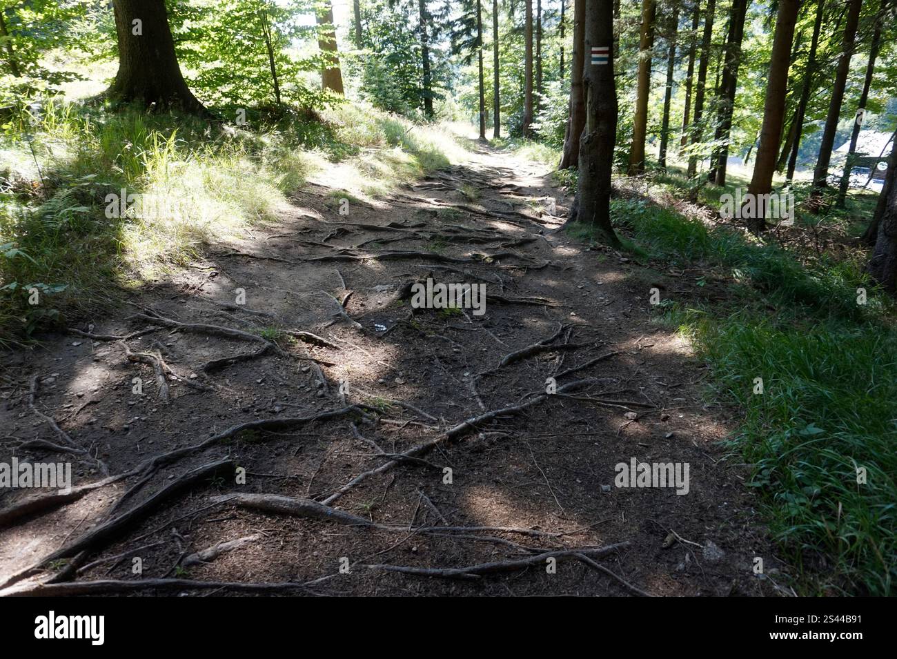 Tree boughs in forest Stock Photo - Alamy
