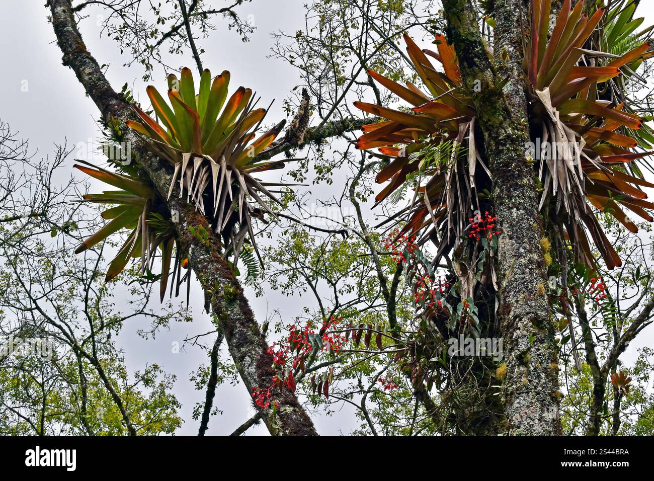 Bromeliads rainforest hi-res stock photography and images - Alamy