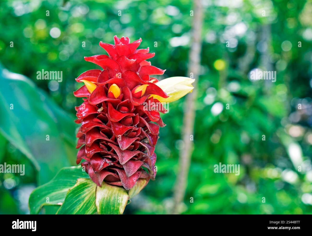 Spiral ginger flower (Costus barbatus) on tropical garden Stock Photo ...