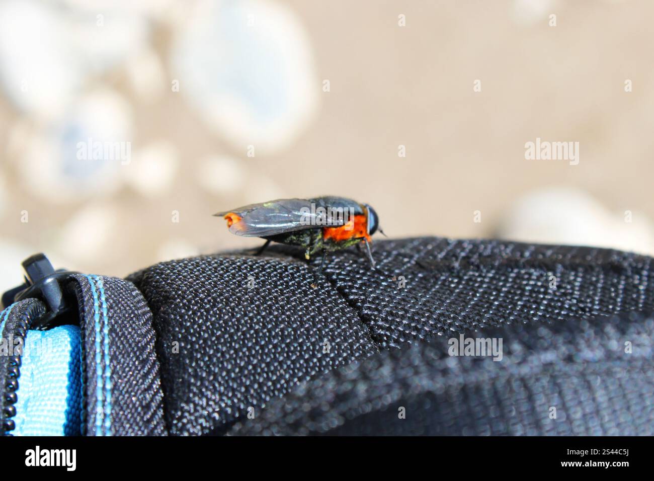 Insect Osca lata, known in Chile as coliguacho, a species of fly from ...