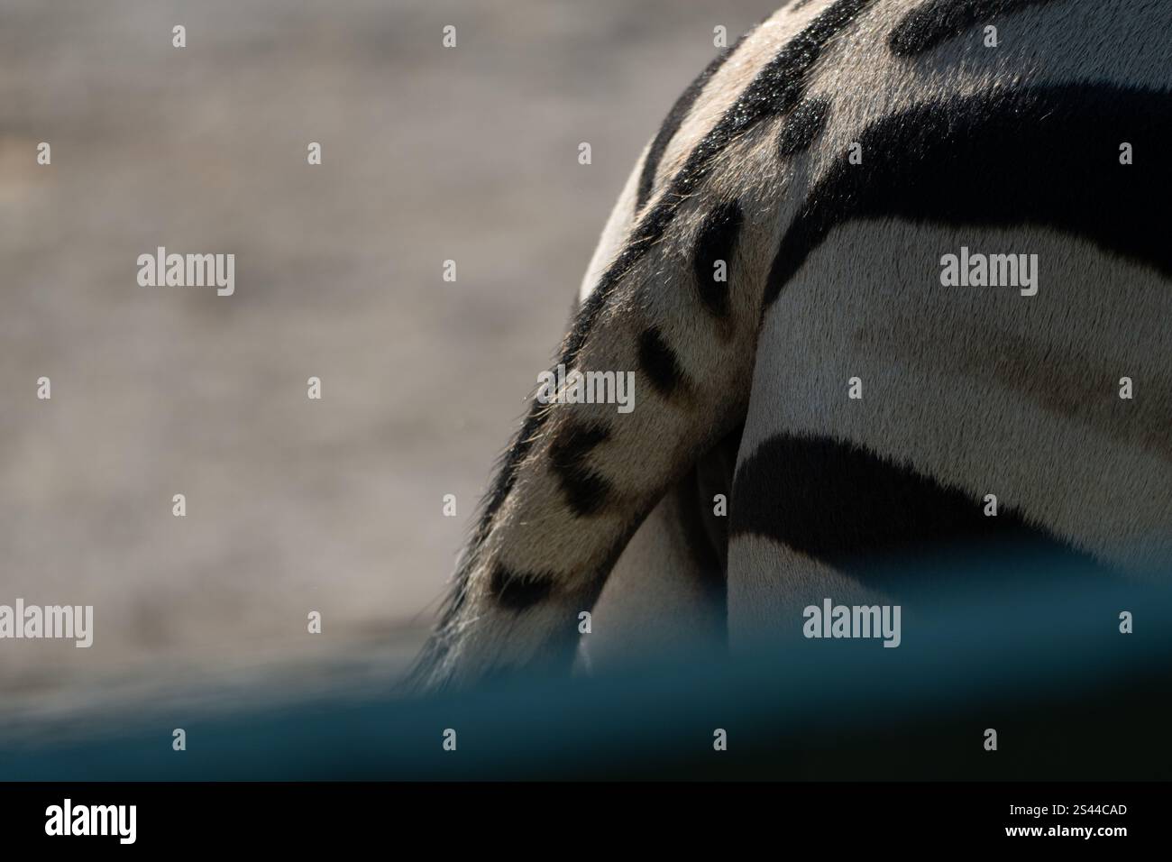 Zebra Tail Zoo Enclosure Waterline Close-up: Partial view of a zebra's ...