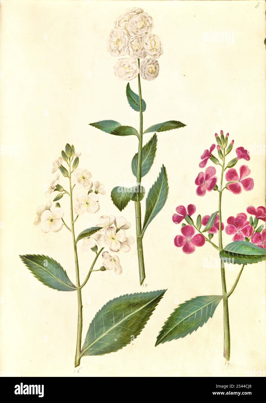 Common evening star, Hesperis matronalis, also known as common night ...