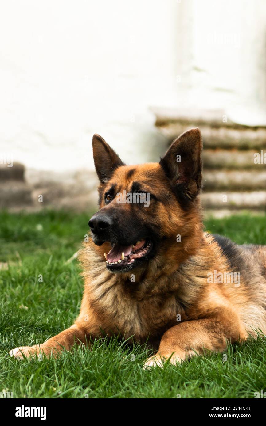 A German Shepherd dog lying down, looking to the side with a focused ...
