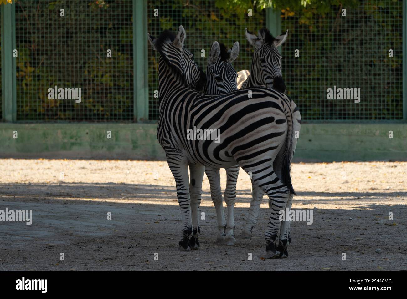 Zebras Zoo Enclosure Summer: Three zebras stand together in a zoo ...