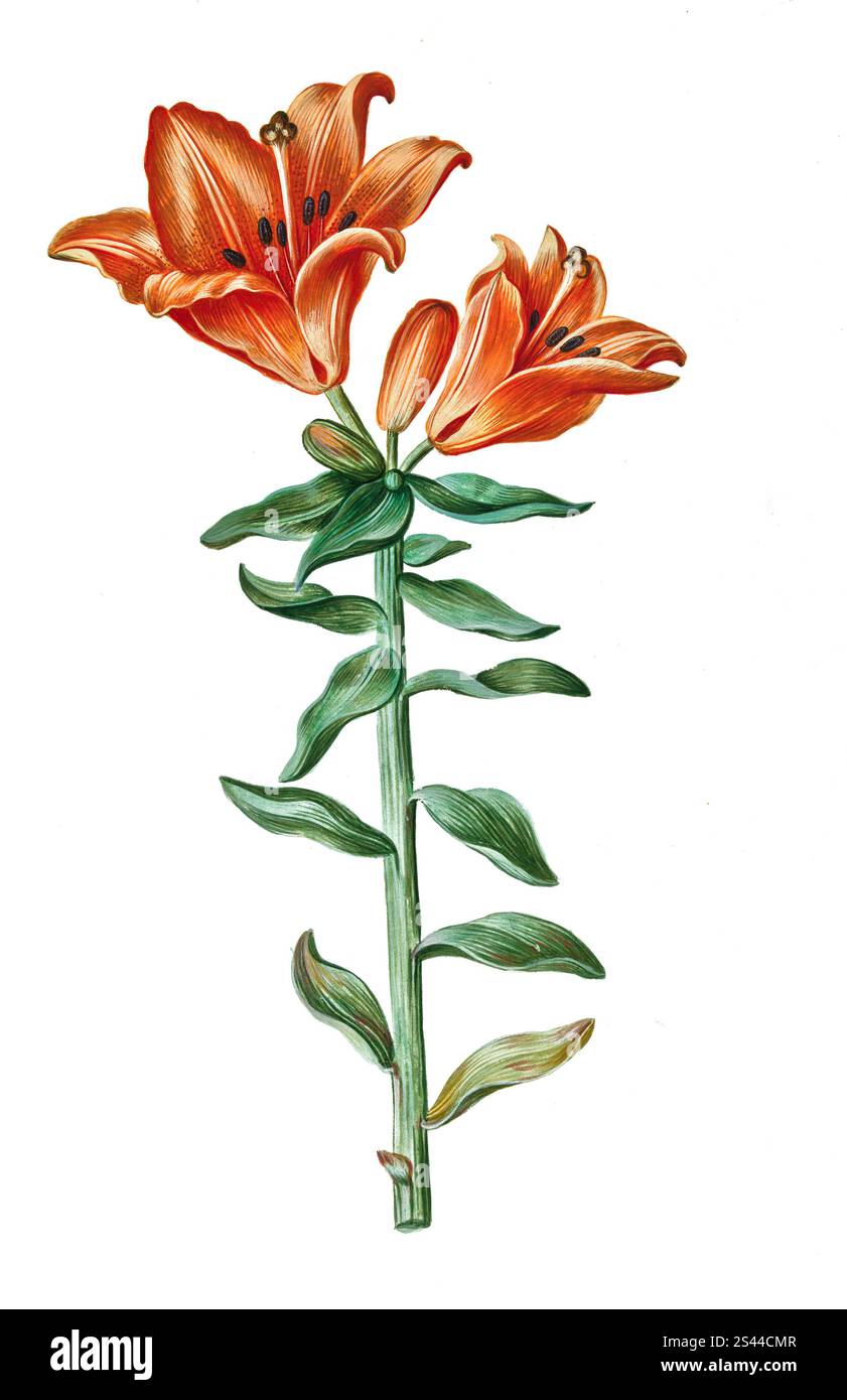 Fire Lily, Lilium bulbiferum, fire lily, historical, digitally restored ...