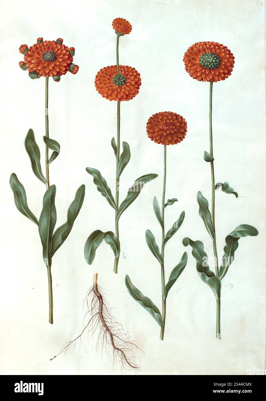 Marigold, Calendula officinalis, garden marigold, historical, digitally ...