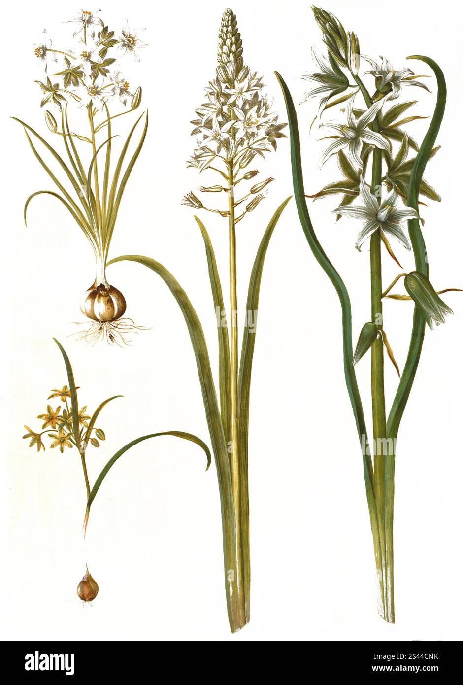 Ornithogalum umbellatum, also known as diet-bird's milk, or star of ...