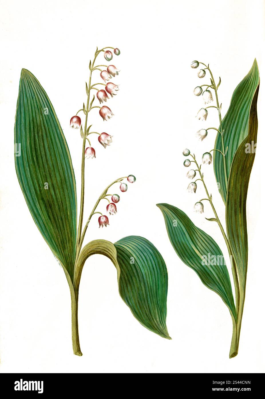 Convallaria majalis rosea, red lily of the valley, pink lily of the ...