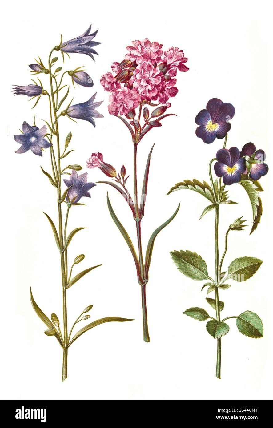 Round-leaved bellflower, Campanula rotundifolia, little bell, Common ...