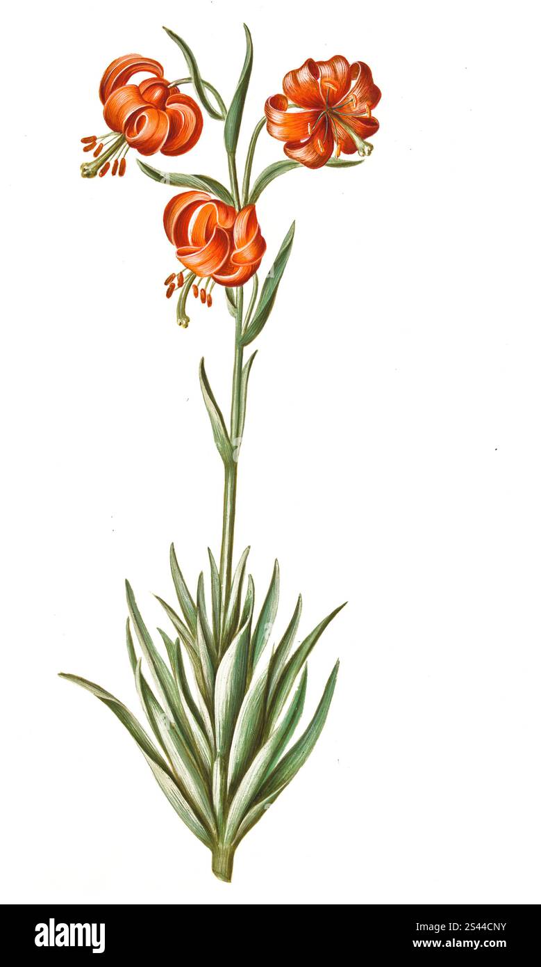 Turban lily Cut Out Stock Images & Pictures - Alamy