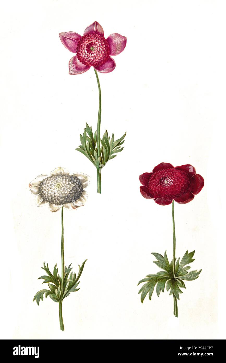 Crown Anemone, Anemone coronaria, Garden Anemone, Historical, digitally ...