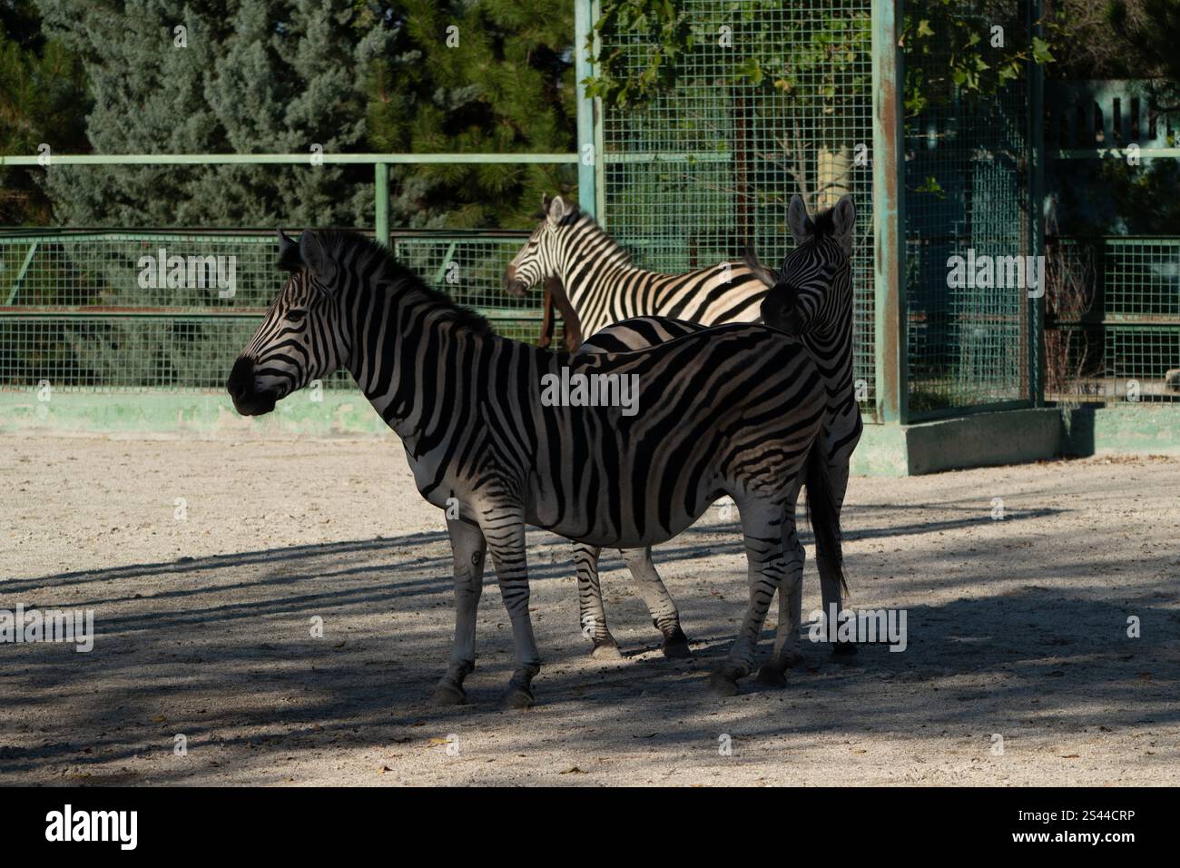 Zebras Zoo Enclosure Summer: Two zebras in a zoo enclosure during ...