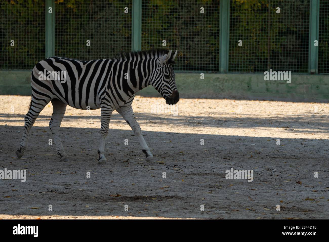 Zebra Zoo Enclosure Walking: A single Plains Zebra calmly walks within ...