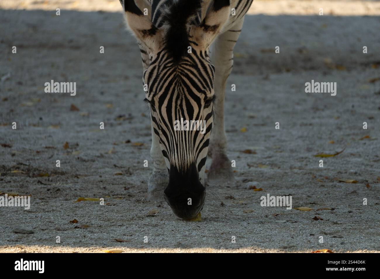Zebra Grazing Zoo Enclosure; Daytime; Animal feeding behavior observed ...