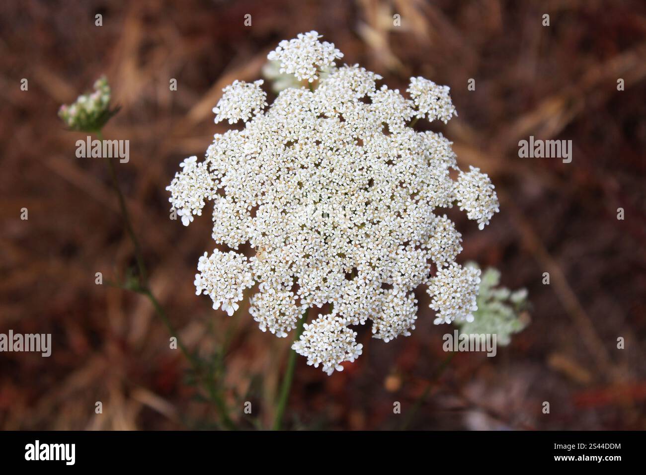 Wild Carrot Flowers - Daucus carota Stock Photo - Alamy