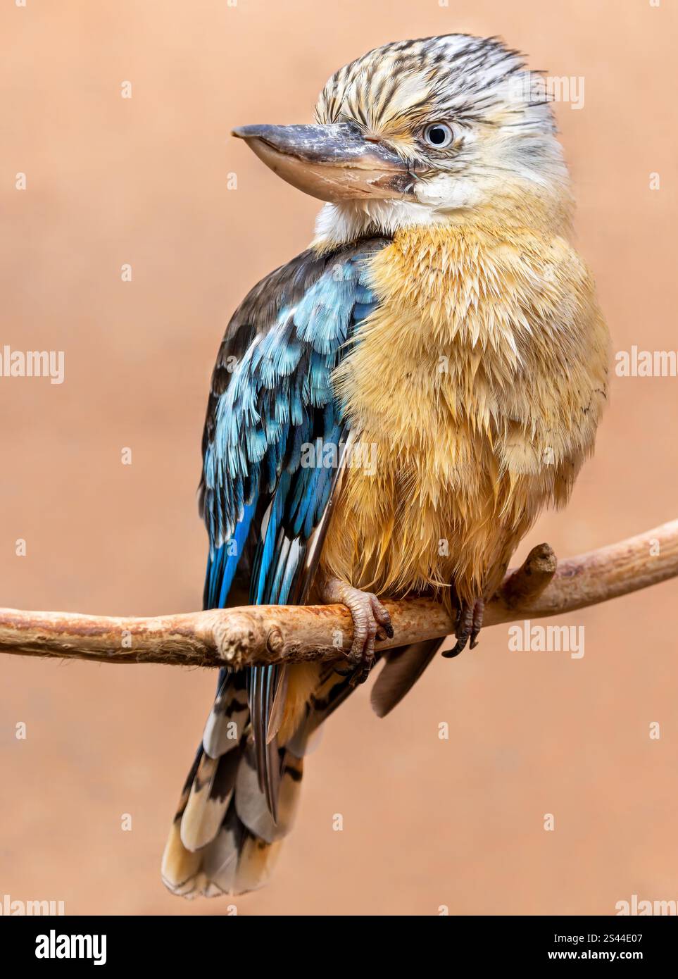 Kingfisher laughing kookaburra dacelo hi-res stock photography and ...