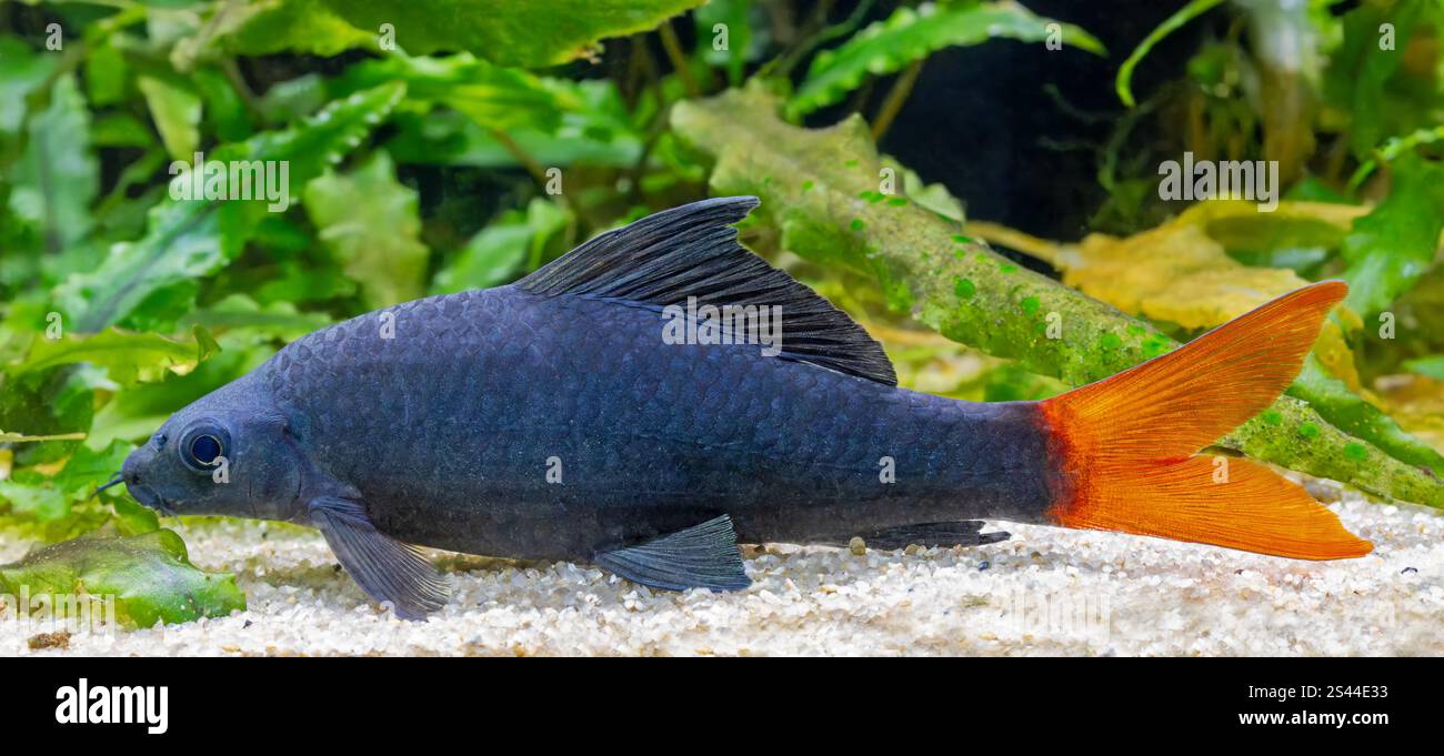 Close-up view of a Red-tailed black shark (Epalzeorhynchos bicolor ...
