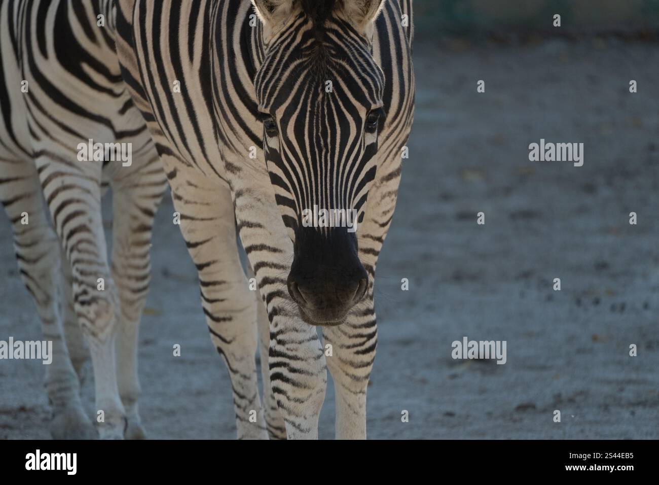 Zebra Zoo Enclosure Daytime: Captive Zebra calmly stands in zoo ...