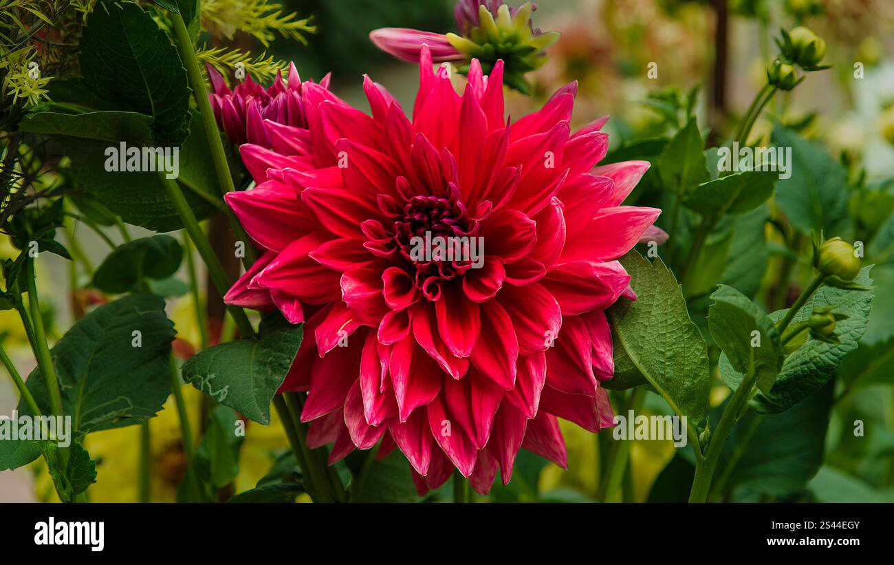 Dahlias are vibrant, multi-petaled flowers known for their striking ...