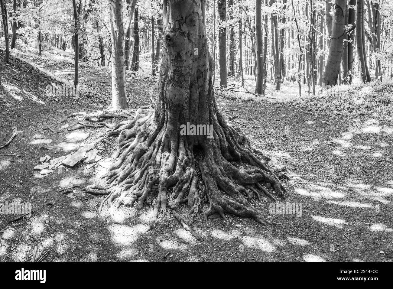 Thick, gnarled roots spread out from the base of an ancient tree ...