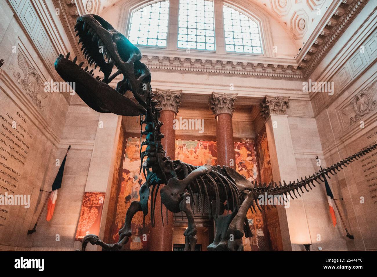 Tyrannosaurus skeleton at the American Museum of Natural History Stock ...