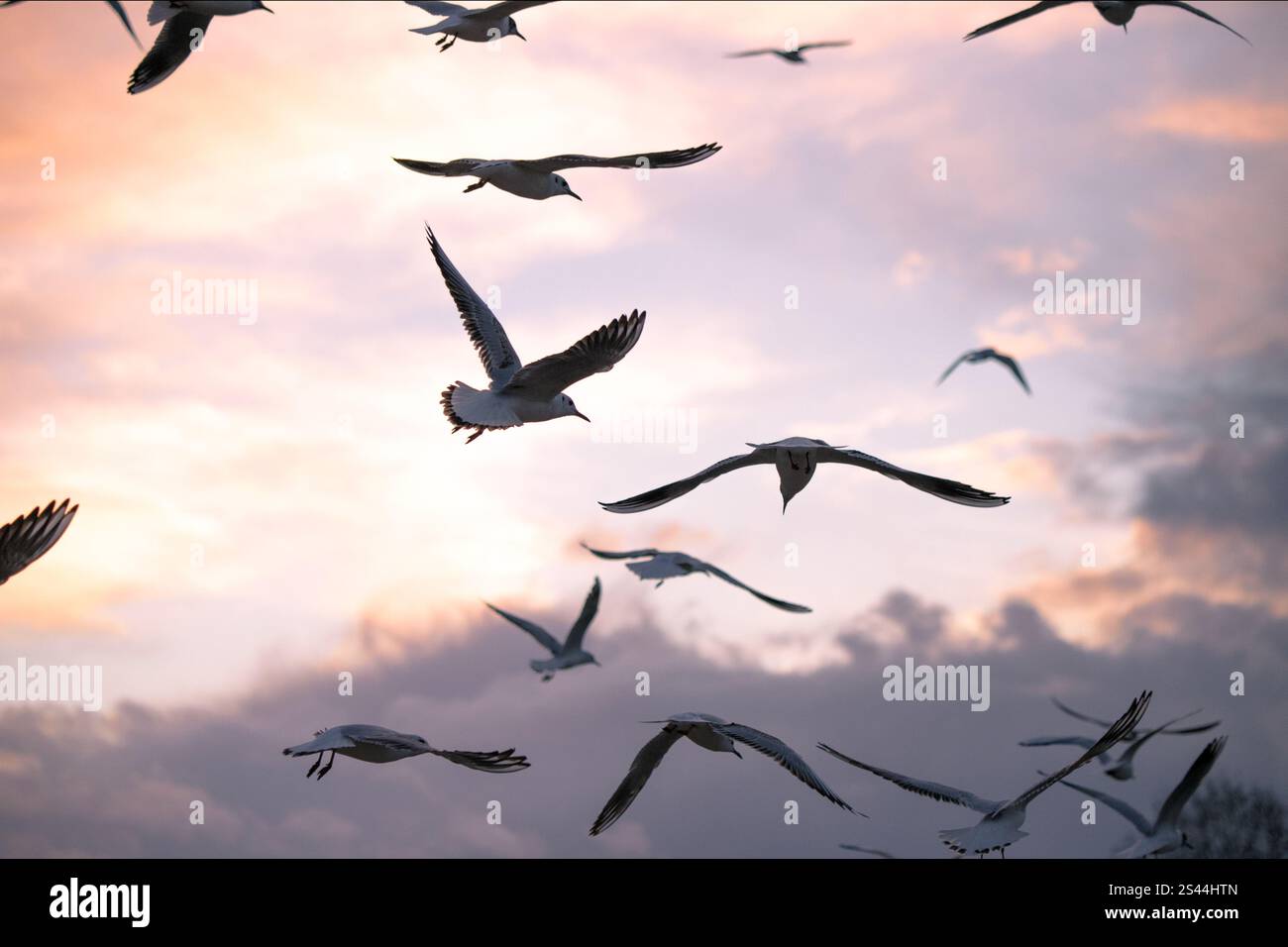Parisian bird hi-res stock photography and images - Alamy