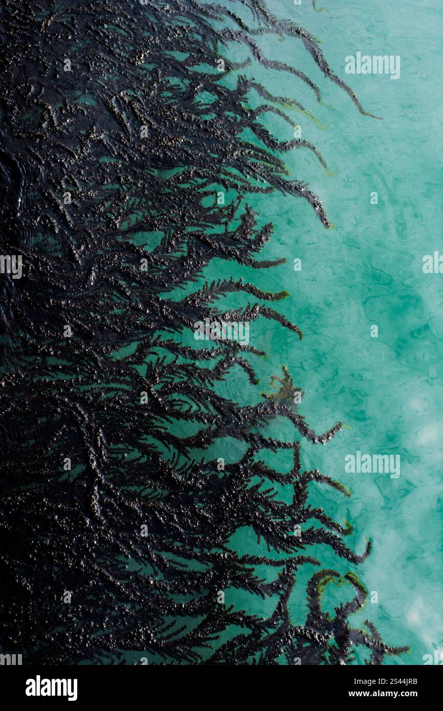 Black algae and turquoise seawater Stock Photo - Alamy