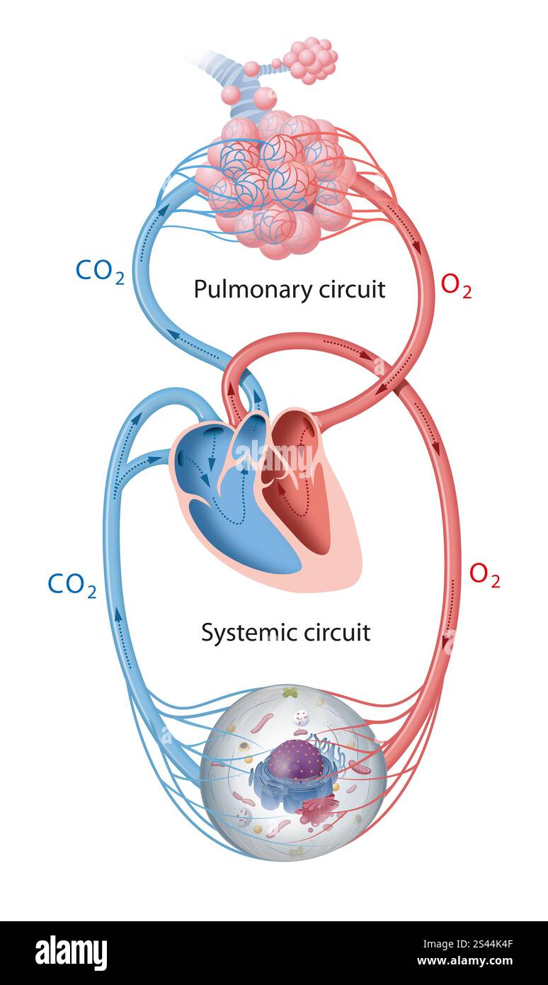 Blood circulation in the human body Stock Photo - Alamy
