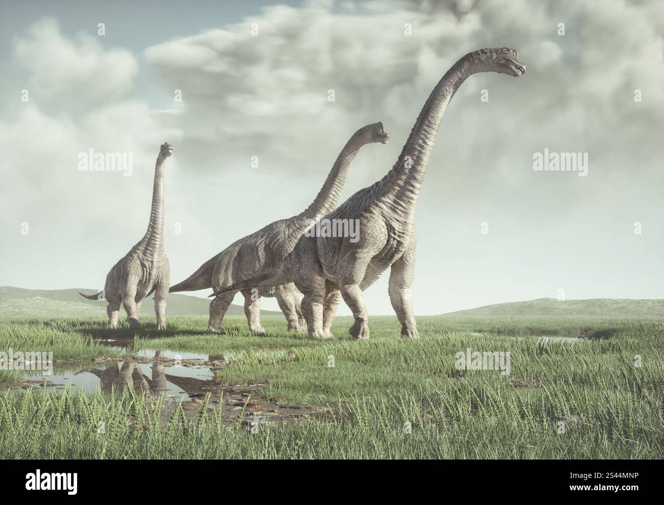 Brachiosaurus species in the nature. This is a 3d render illustration ...