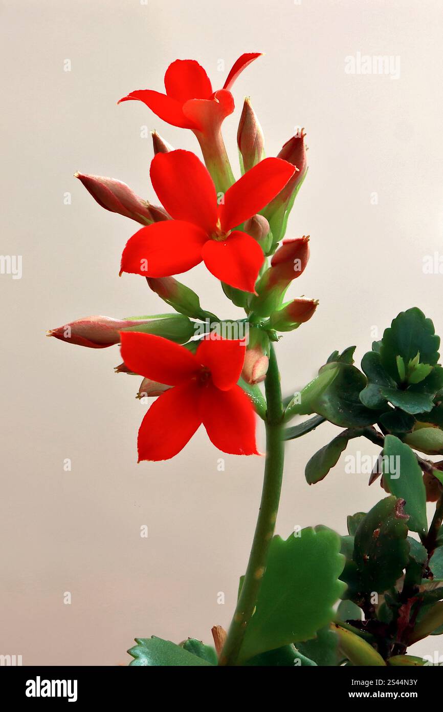 Vertical frame: Close up of a cluster of Kalanchoe blossfeldiana red ...