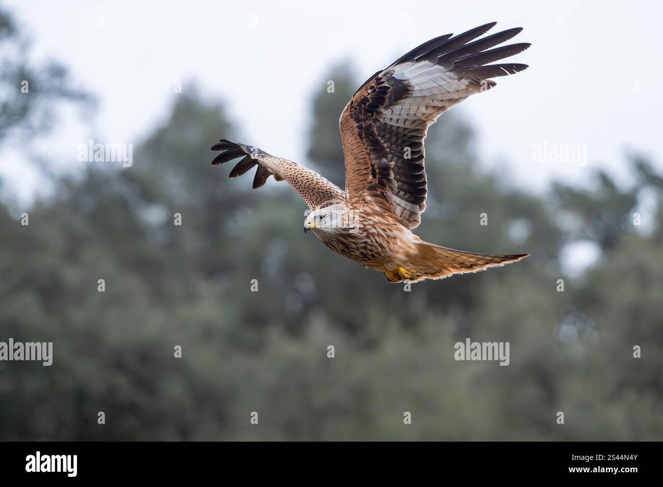 Red kite flying with vegetation background Stock Photo - Alamy