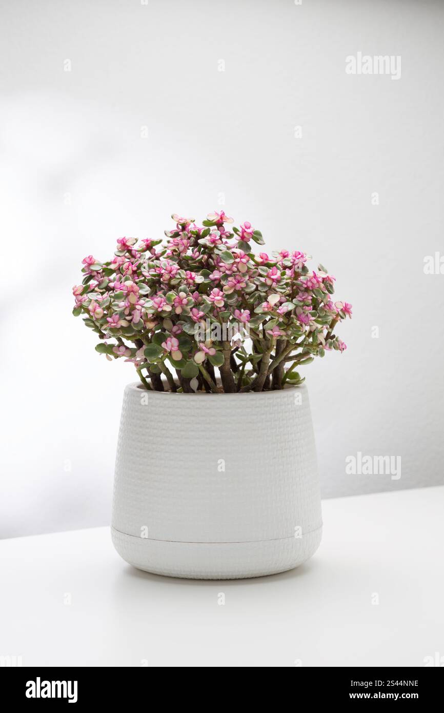 A Portulacaria afra variegata, commonly known as a variegated elephant ...