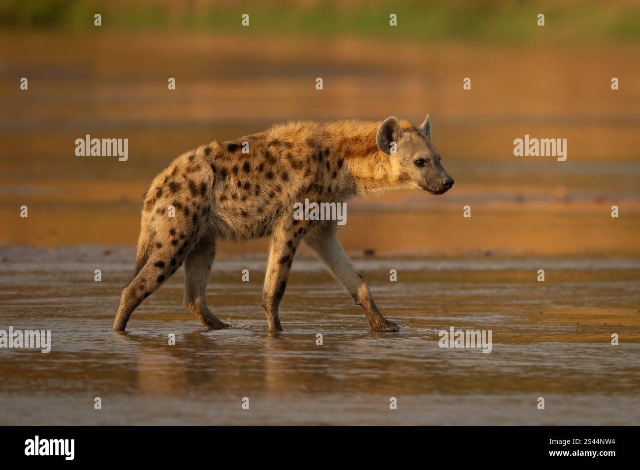 A spotted hyena with a catchlight in its eye crosses a shallow river ...