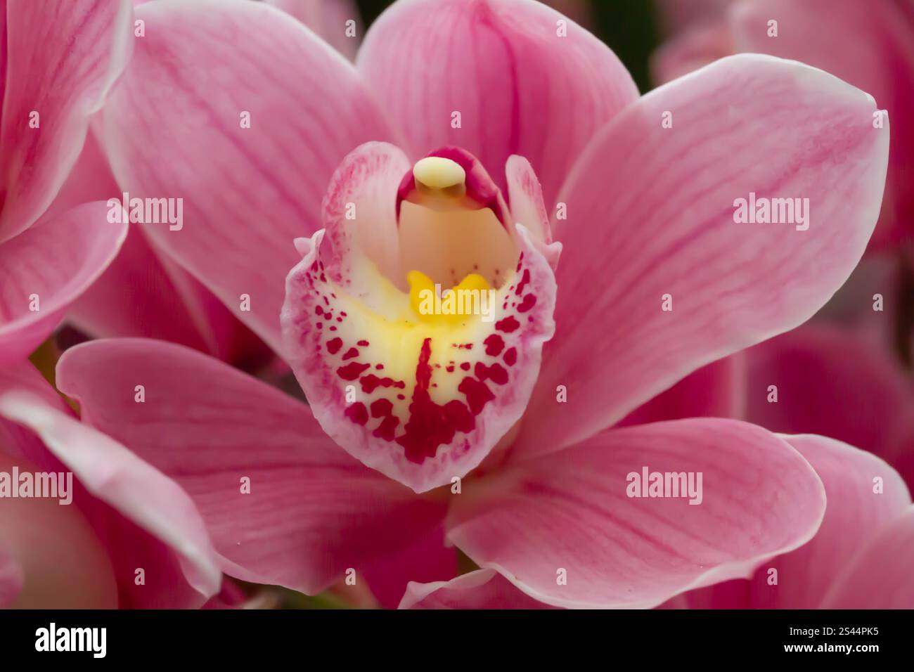 This stunning photo captures a vibrant pink orchid in full bloom ...