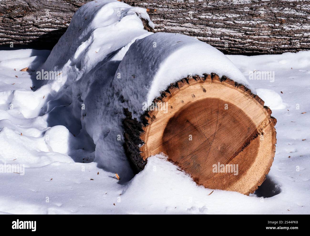 Log end on a snowy surface Stock Photo - Alamy