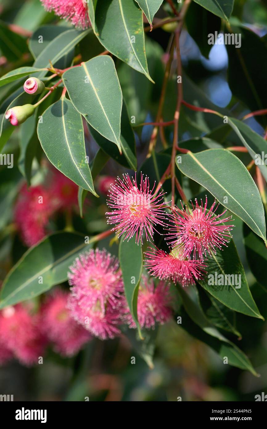 Deep pink blossoms and dark green leaves of Australian native Corymbia ...