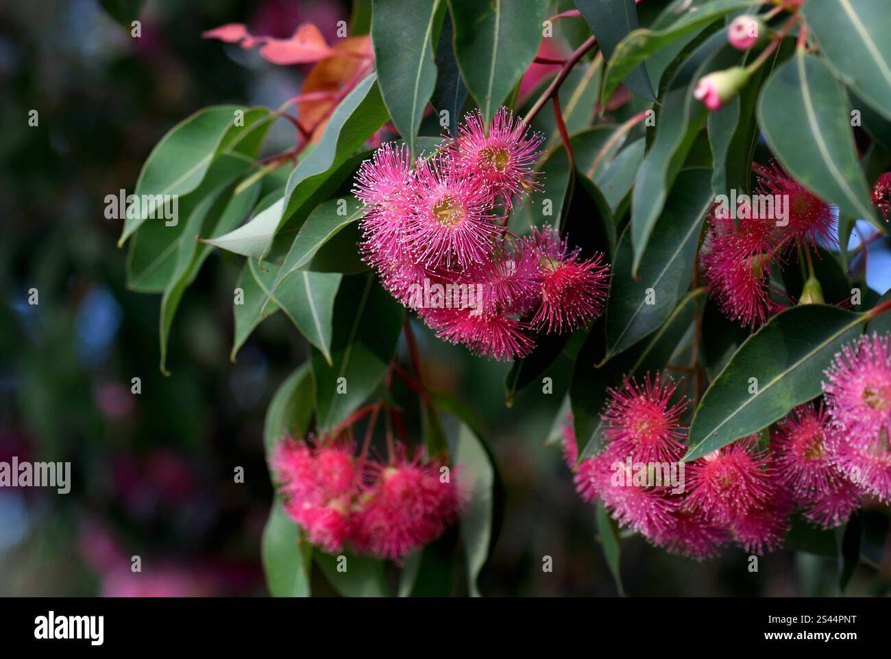 Deep pink blossoms and dark green leaves of Australian native Corymbia ...