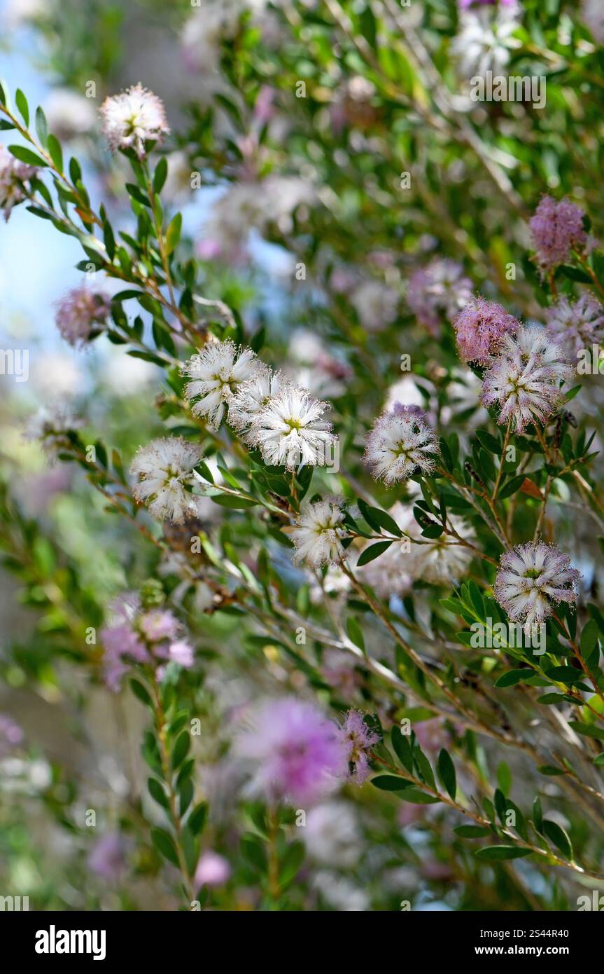 Purple and faded white pompom flowers of the Australian native Showy ...