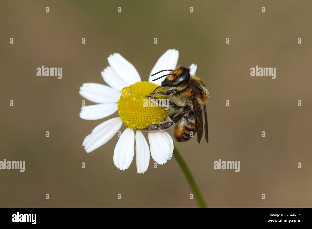 Megachile maritima, coast leaf-cutter, family Megachilidae. On flower ...