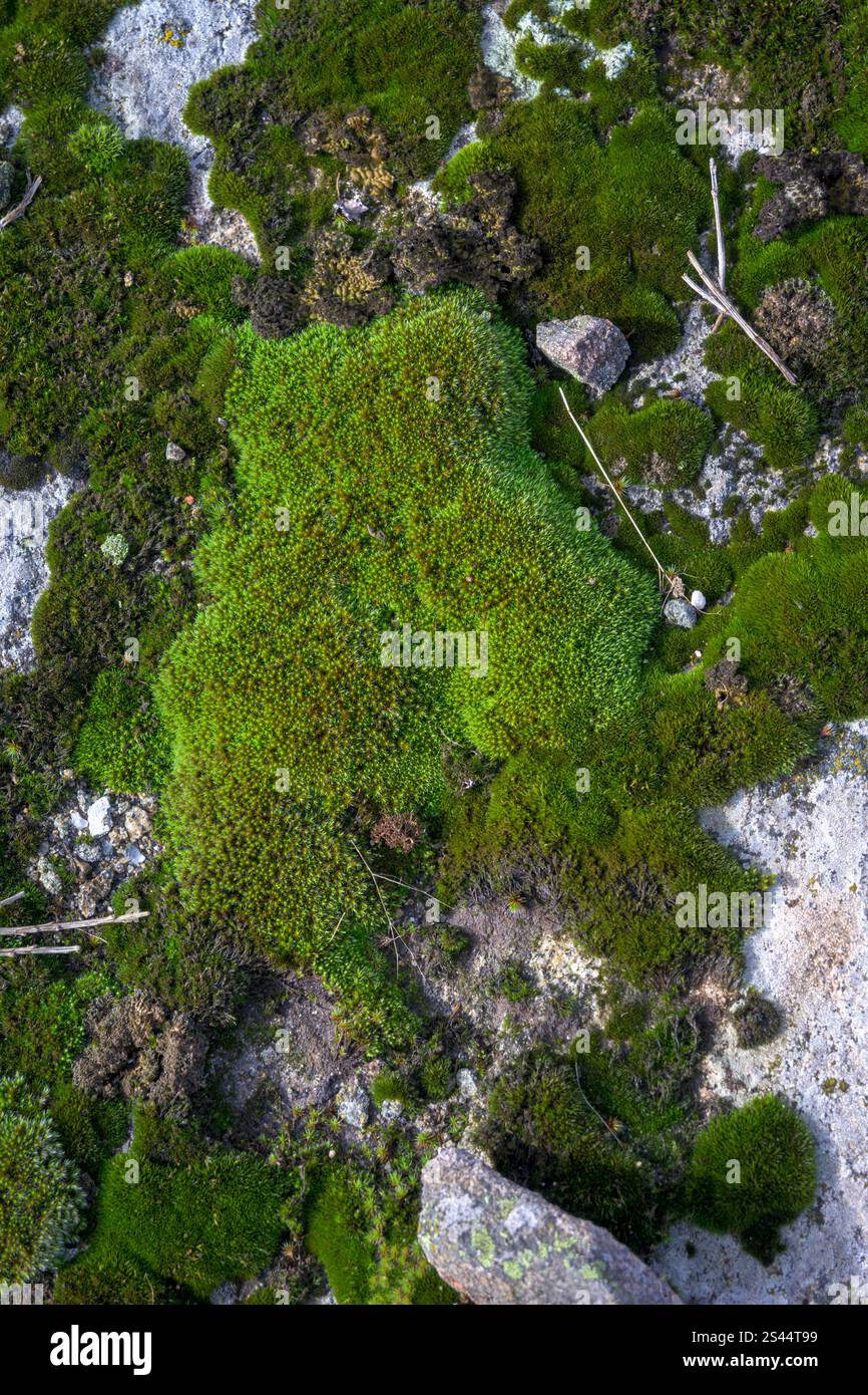 Natural moss in high mountain area clean fluorescent air vertically ...