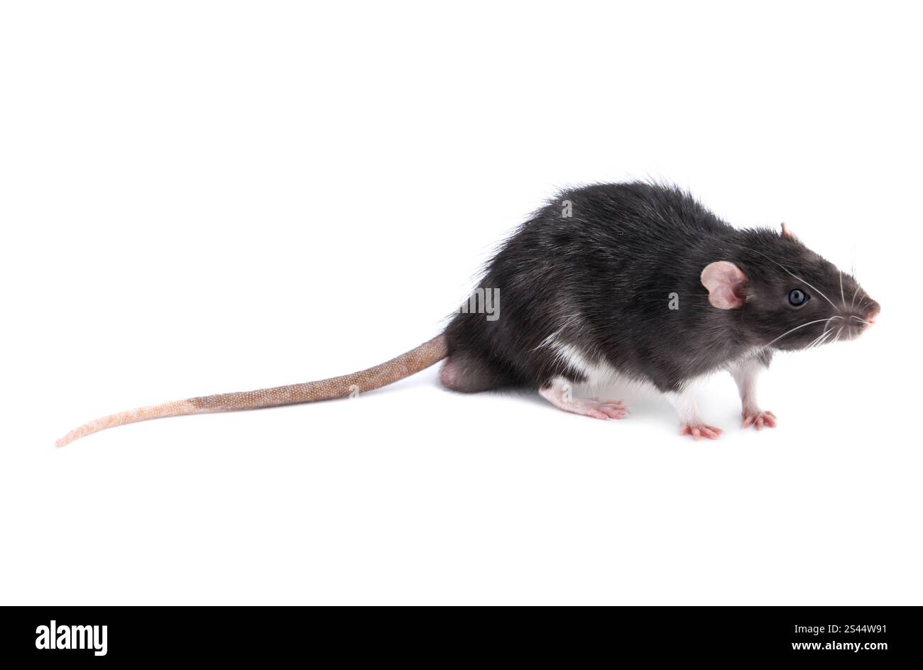 One cute small rat on white background Stock Photo - Alamy