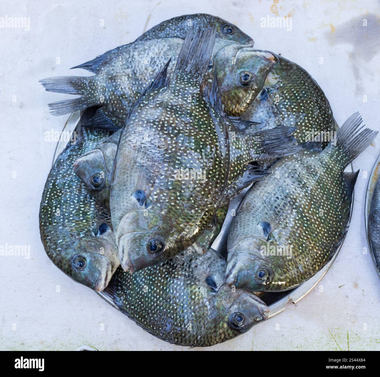Pearl Spot Fish (Karimeen) being sold at a fish market in Fort Kochi Stock Photo - Alamy