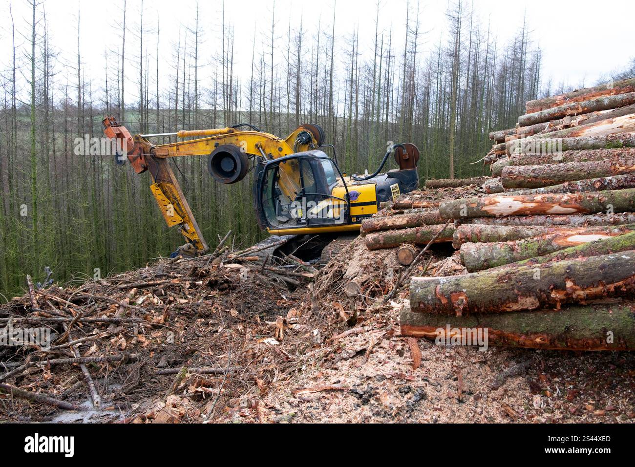 Heavy equipment machine for felling larch trees logs with phytophthora ...