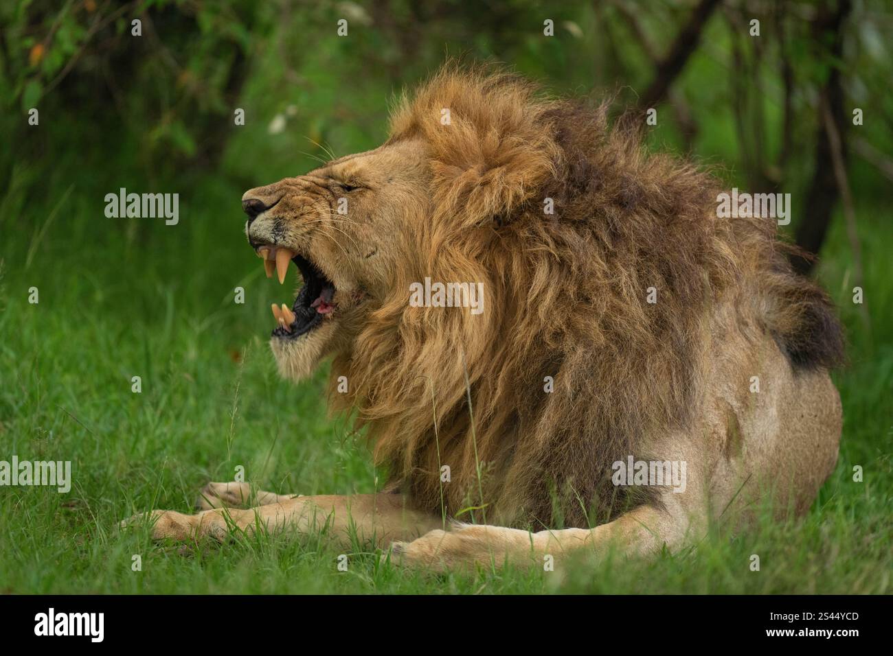 Lion (Panthera leo), male. Panthera leo Linnaeus, 1758 Photo: Magnus ...