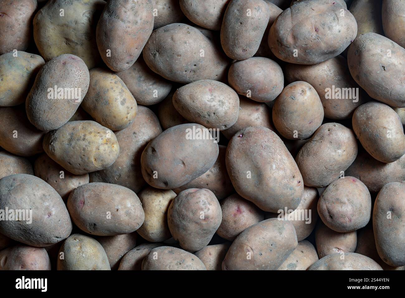 Ripe potato tubers harvest, close up, top view. A starchy, carbohydrate ...