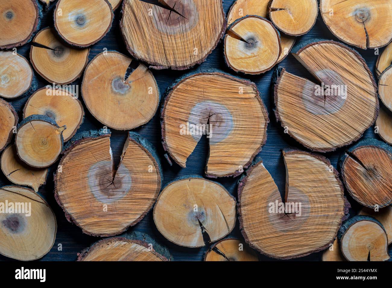 Cross-section of a apple tree trunks, close up, top view Stock Photo ...