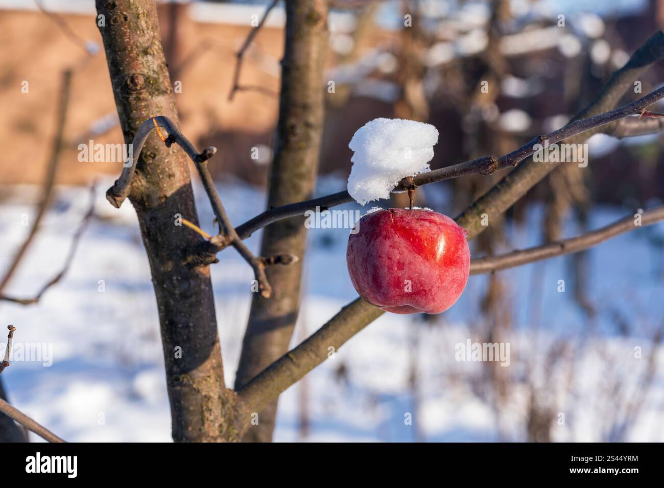 Fresh red apple hanging on a tree branch covered with the first snow in ...